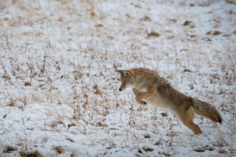 How High Can A Coyote Jump? Can They Jump Fences?