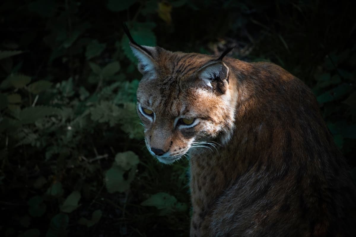 Bobcat Spirit Animal: Understanding its Significance & Symbolism