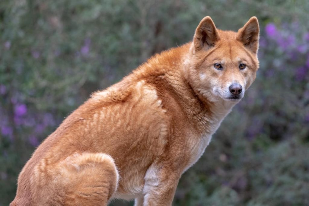 Animals Like Coyotes - 20 Similar Animals Listed