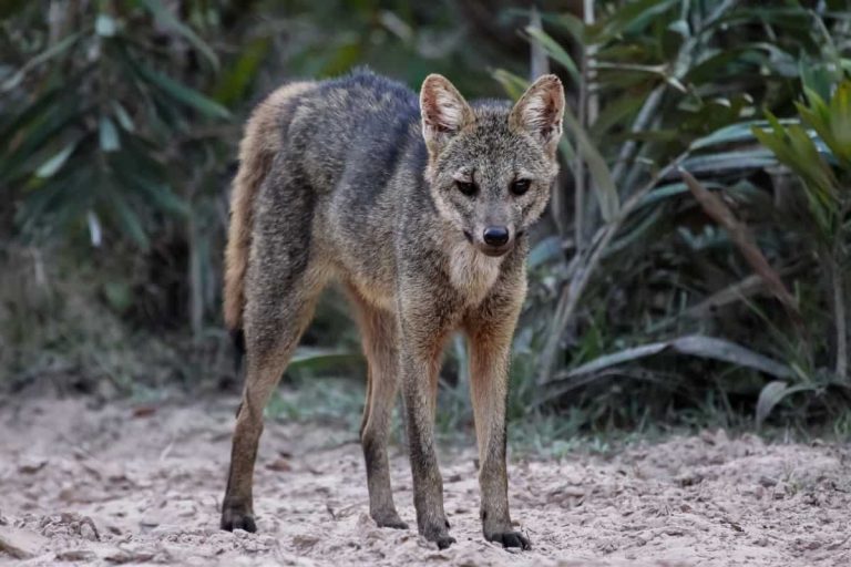 Animals Like Coyotes - 20 Similar Animals Listed