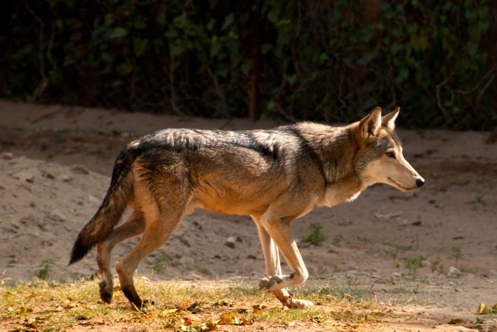 Animals Like Coyotes - 20 Similar Animals Listed