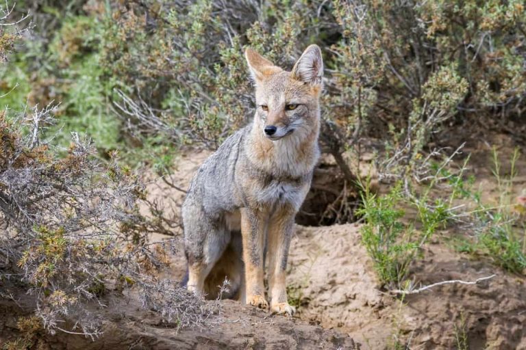 Animals Like Coyotes - 20 Similar Animals Listed