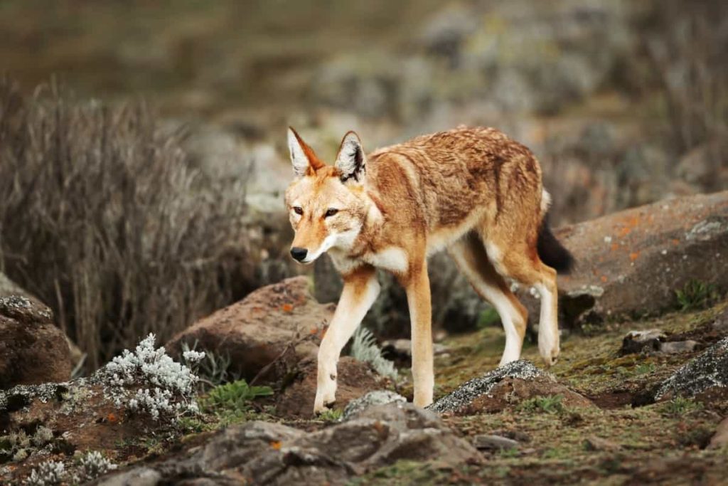 Animals Like Coyotes - 20 Similar Animals Listed