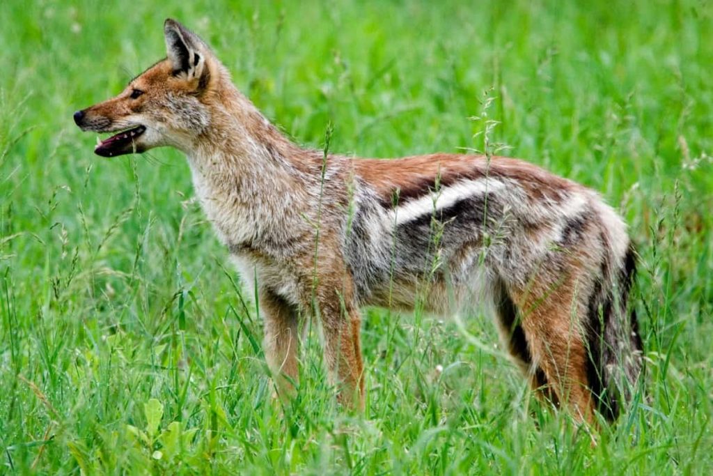 Animals Like Coyotes - 20 Similar Animals Listed