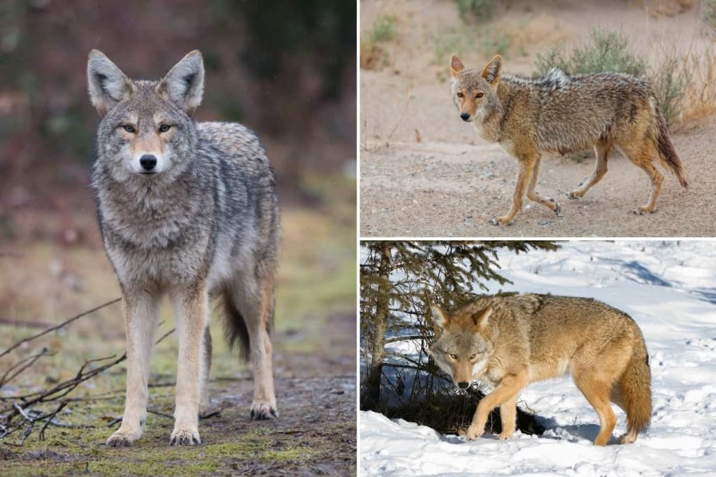 Where Do Coyotes Live? Exploring Their Dens and Habitats