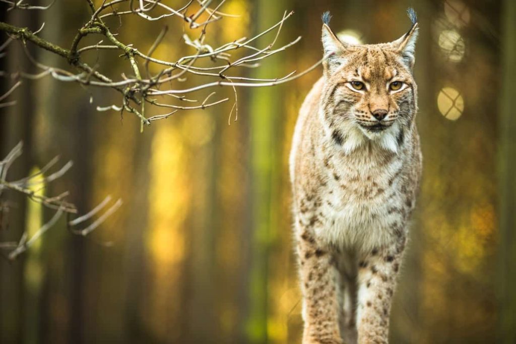 Bobcat Spirit Animal: Understanding its Significance & Symbolism
