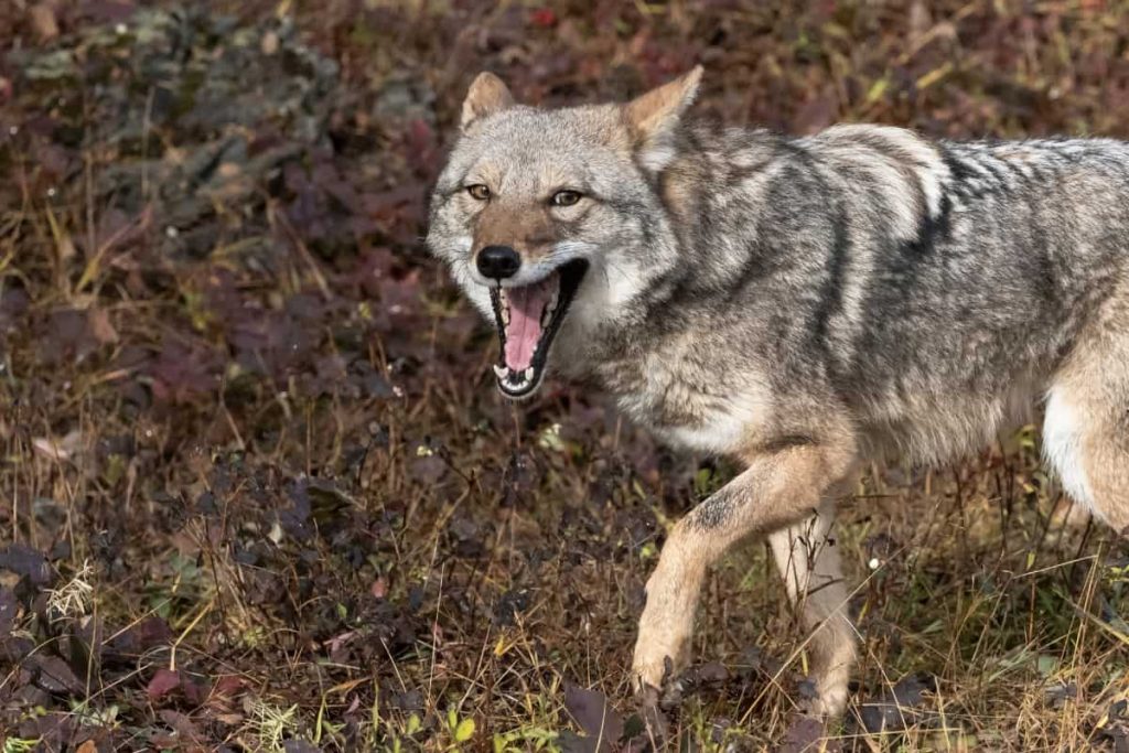 Coyote Teeth, Jaws, And Bite Force: Anatomy Revealed