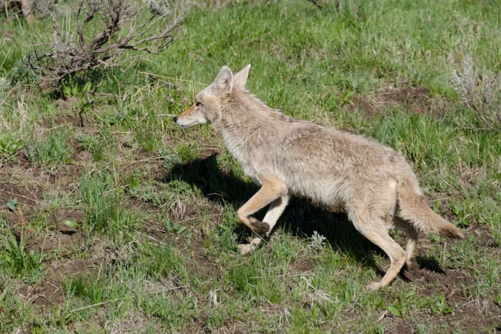 What Are Coyotes Afraid Of? How to Scare Them Away?
