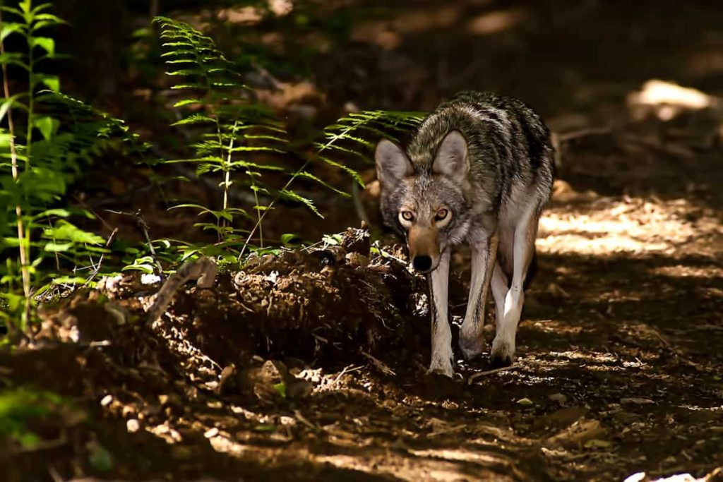 What Are Coyotes Afraid Of? How to Scare Them Away?