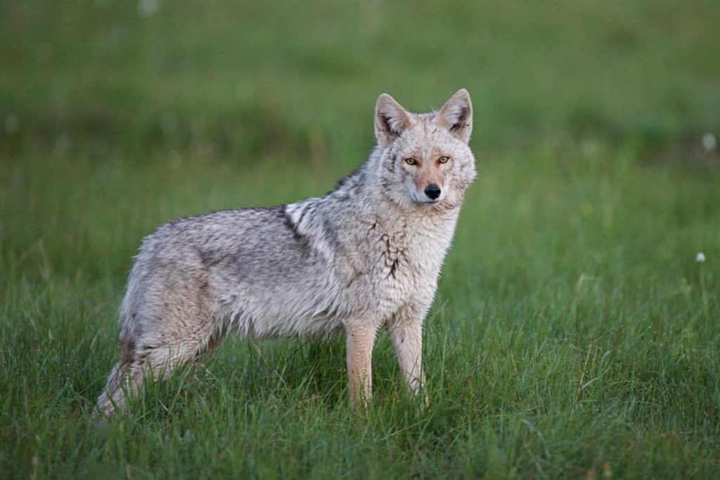 Animals Like Coyotes - 20 Similar Animals Listed