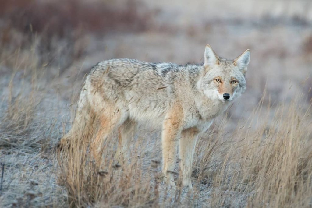 Types Of Coyotes: Exploring The Different Coyote Species