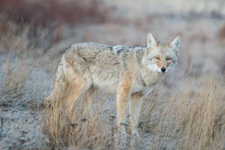 Types Of Coyotes: Exploring The Different Coyote Species