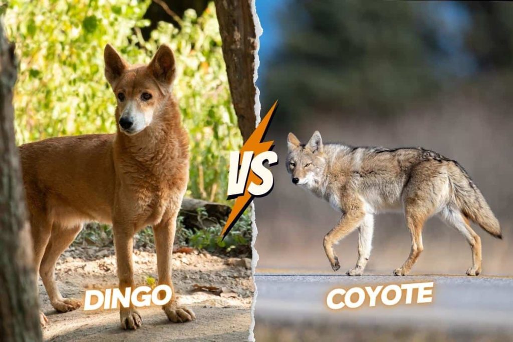 Dingo Vs Coyote Comparison: Who Would Win In A Fight?