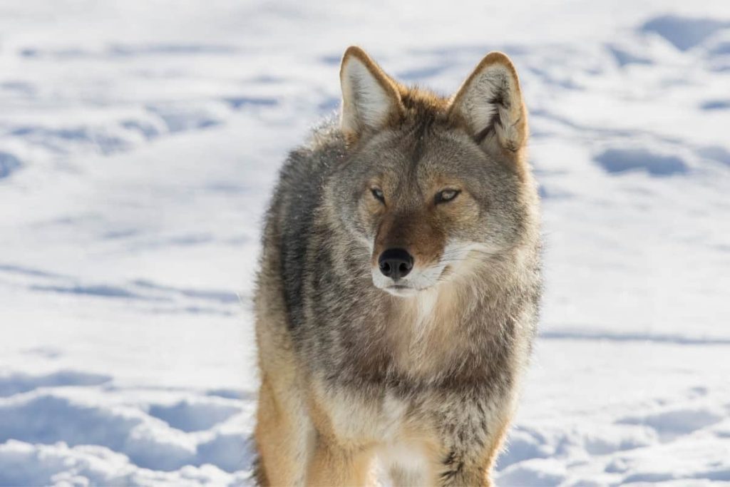 Coyote Spirit Animal & Symbolism: Meaning Of Seeing A Coyote