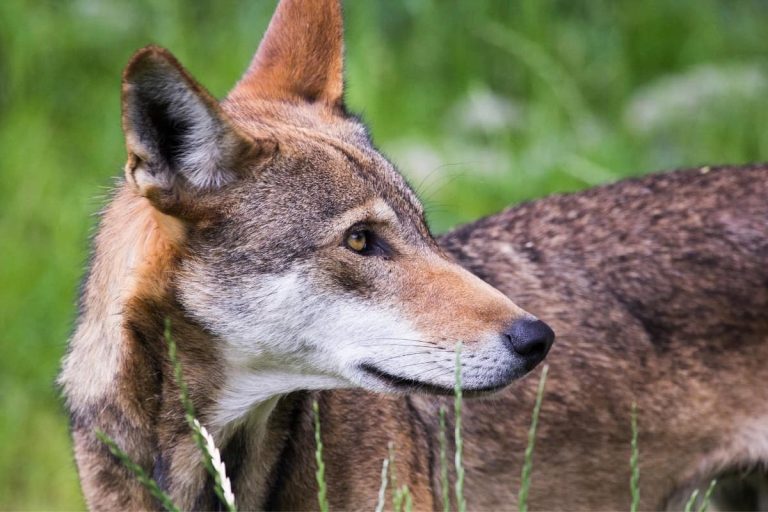 Red Wolf Vs Coyote Differences - Do They Produce Hybrids?