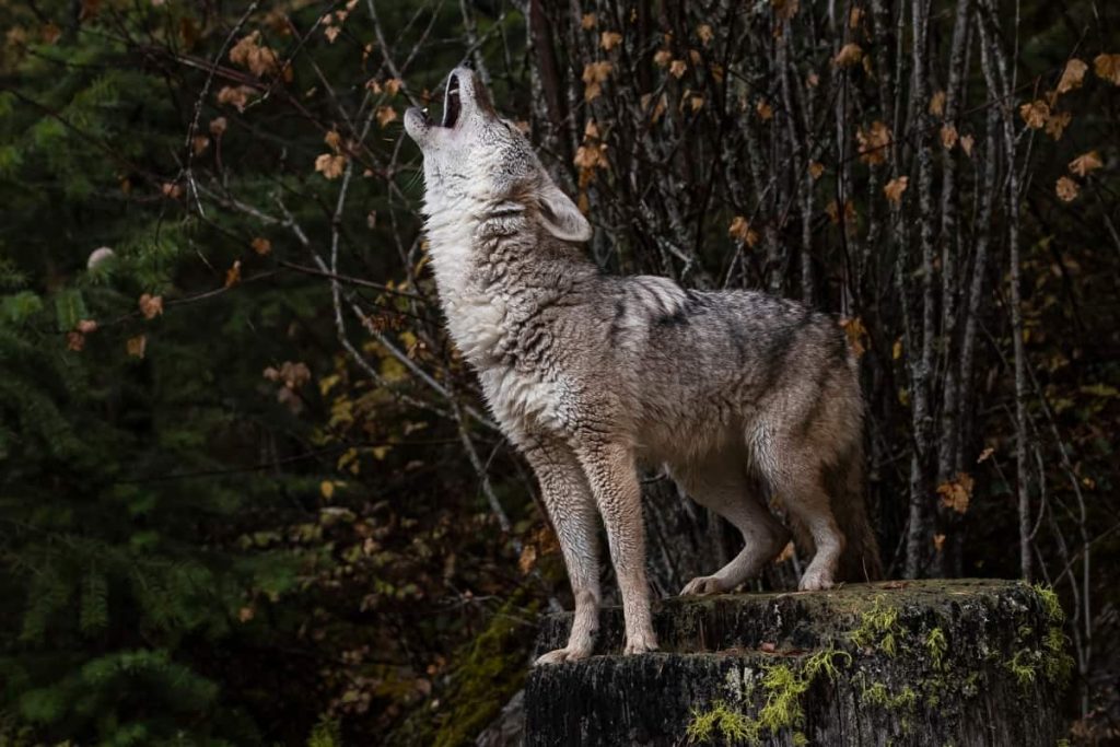 Coyote Vs Fox - 11 Key Differences Between Them