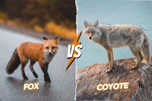Coyote Vs Fox - 11 Key Differences Between Them
