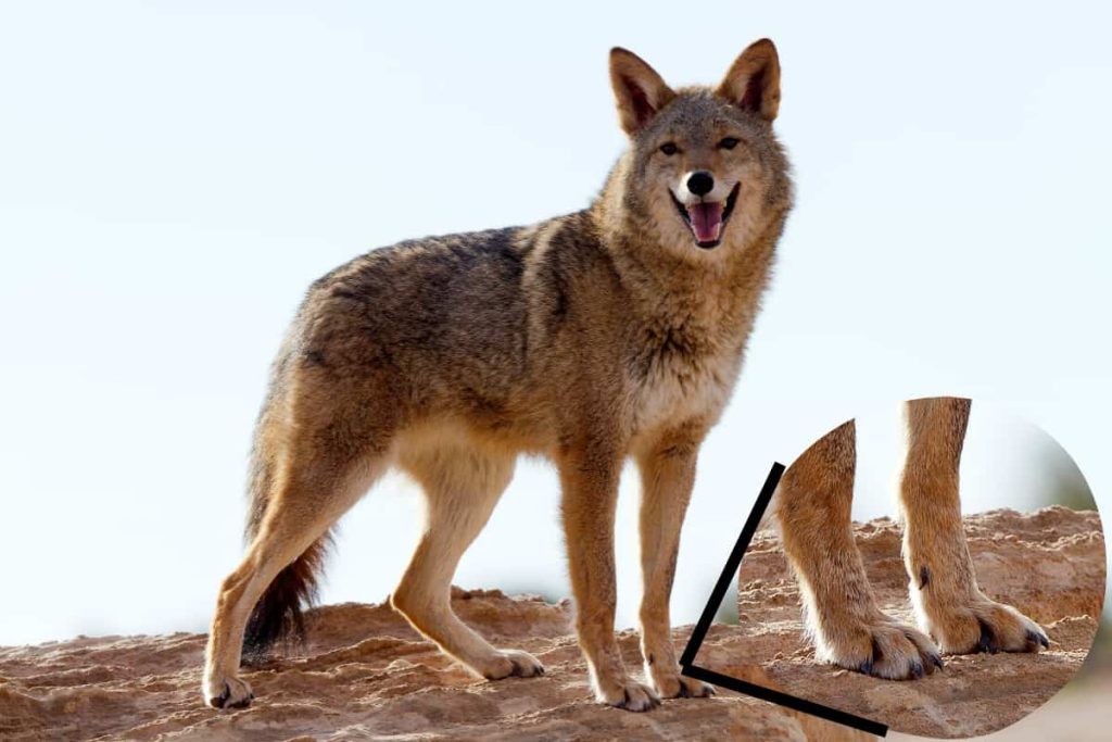 Jackal Vs Coyote: Key Differences & Comparison