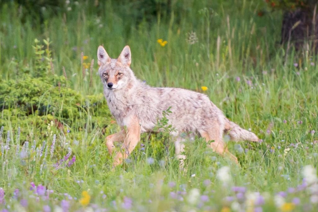 Coyote Spirit Animal & Symbolism: Meaning Of Seeing A Coyote
