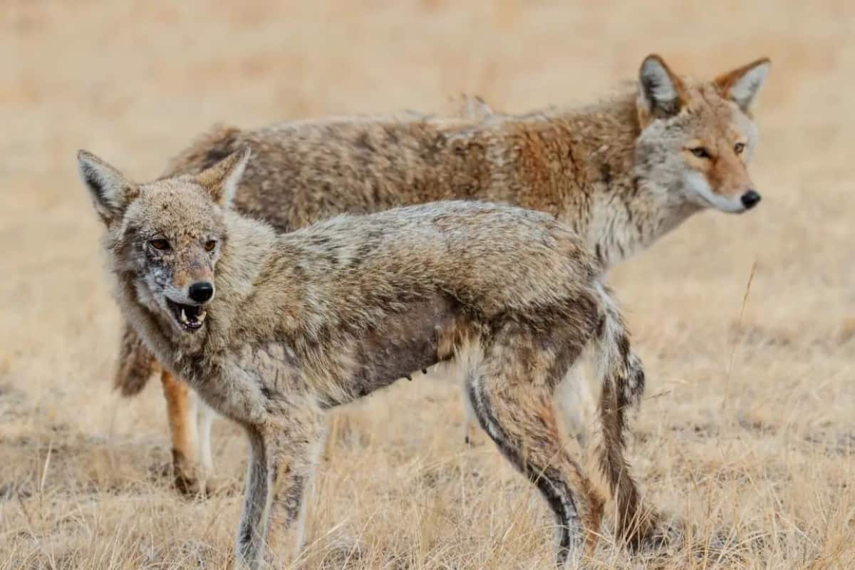 What Colors Are Coyotes? - Coyote Colors (with Pictures)