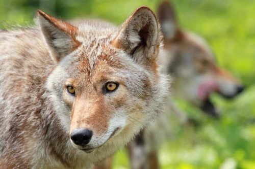 Gray Fox vs Coyote: Understanding the Key Differences
