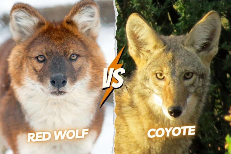 Red Wolf Vs Coyote Differences - Do They Produce Hybrids?
