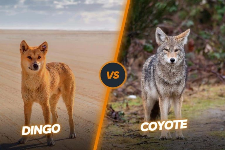 What Eats Coyotes? Exploring The Top Coyote Predators