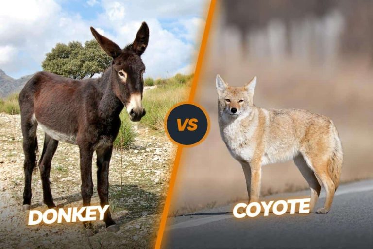 How Big Are Coyotes? - Coyote Size Comparison To Other Animals