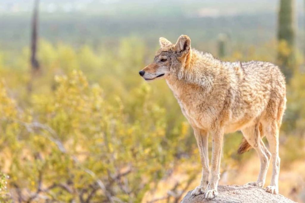 Types Of Coyotes: Exploring The Different Coyote Species