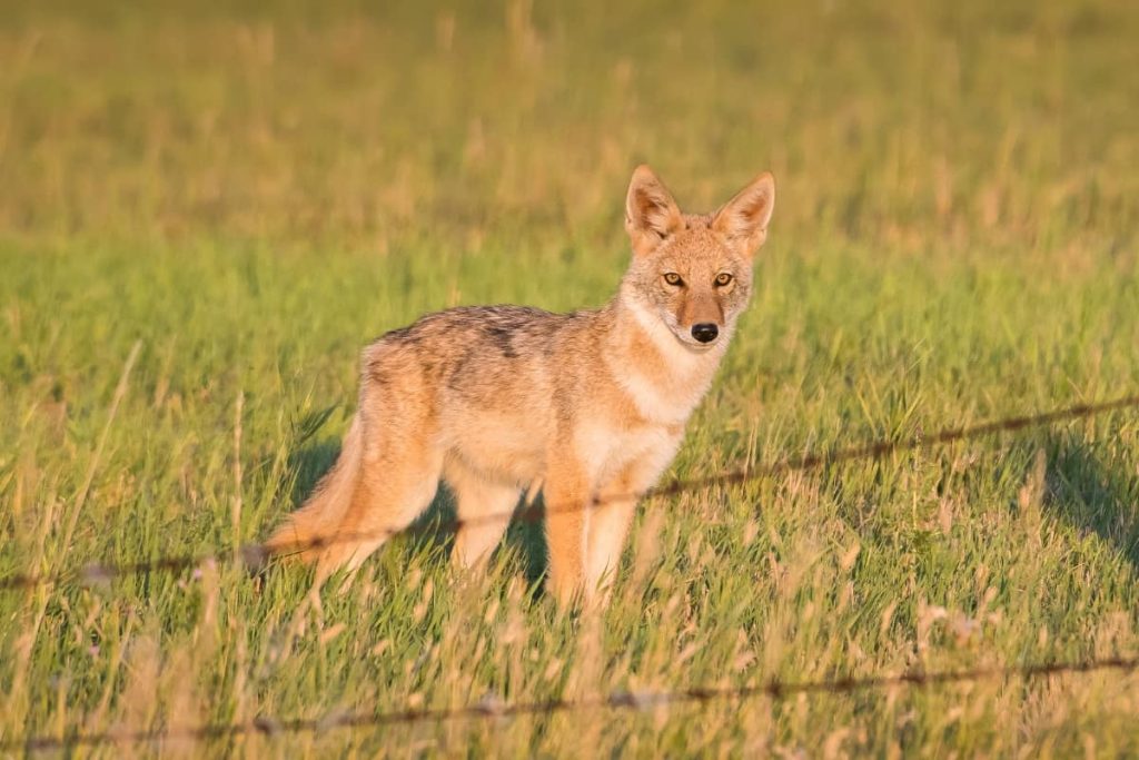 Types Of Coyotes: Exploring The Different Coyote Species