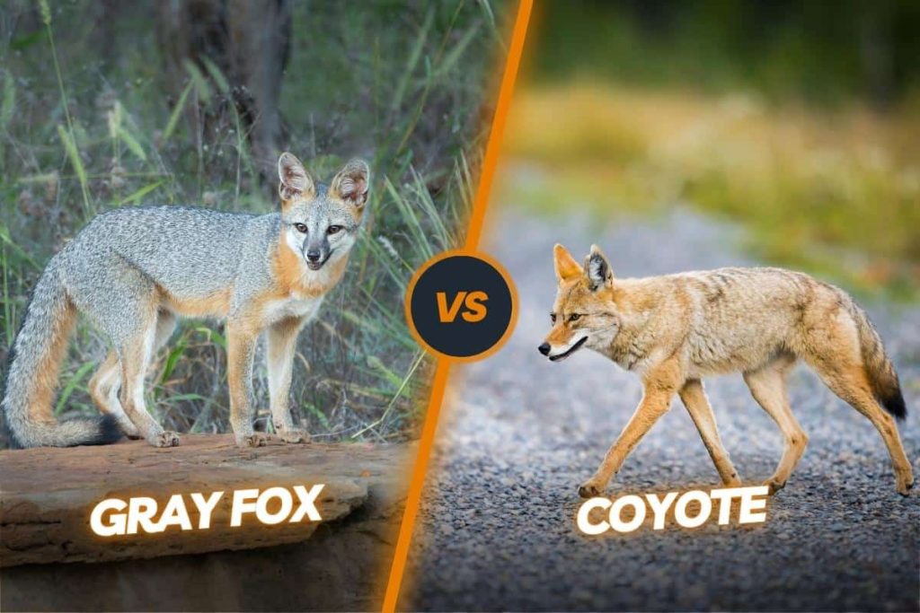Coyote Vs Wolf: Spot The Differences From A Gray Wolf
