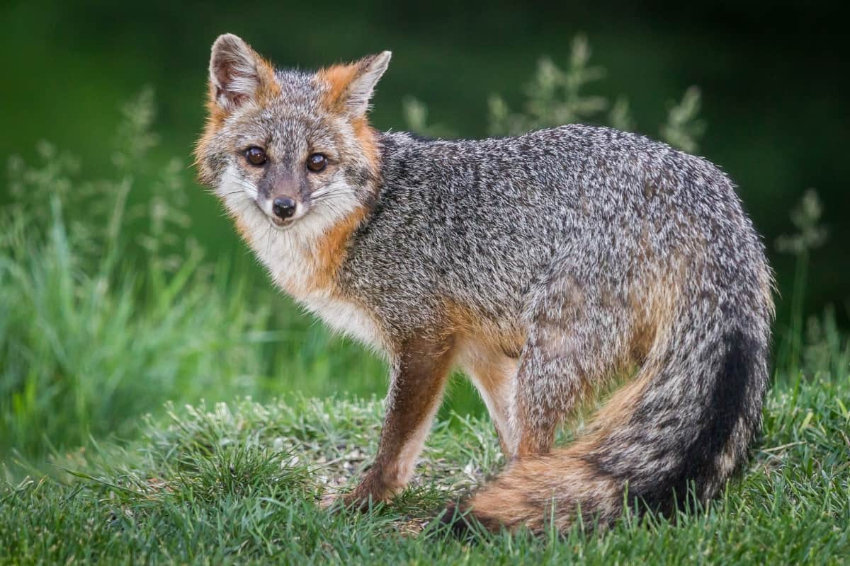 Gray Fox vs Coyote: Understanding the Key Differences