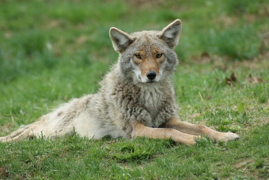 Gray Fox vs Coyote: Understanding the Key Differences