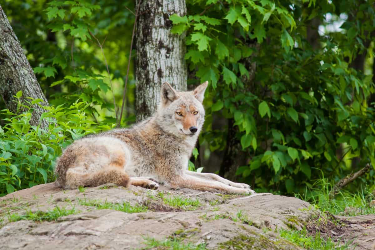 Coyote Spirit Animal & Symbolism: Meaning Of Seeing A Coyote