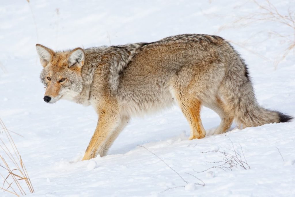 Types Of Coyotes: Exploring The Different Coyote Species