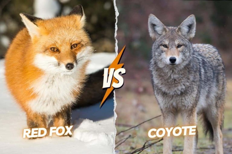 Coyote Vs Fox - 11 Key Differences Between Them