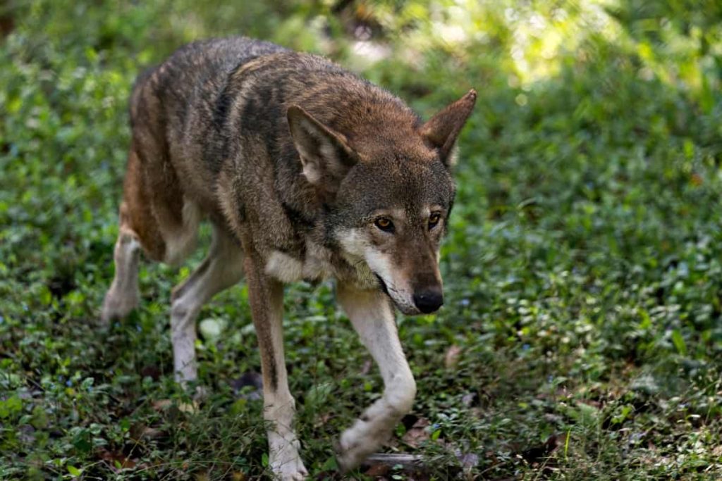 Red Wolf Vs Coyote Differences - Do They Produce Hybrids?