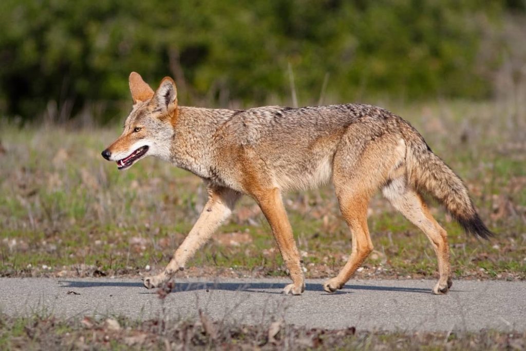 Types Of Coyotes: Exploring The Different Coyote Species