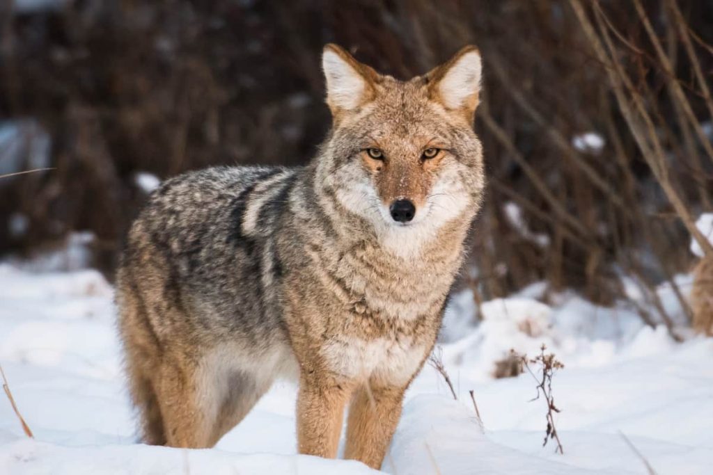 Coyote Spirit Animal & Symbolism: Meaning Of Seeing A Coyote