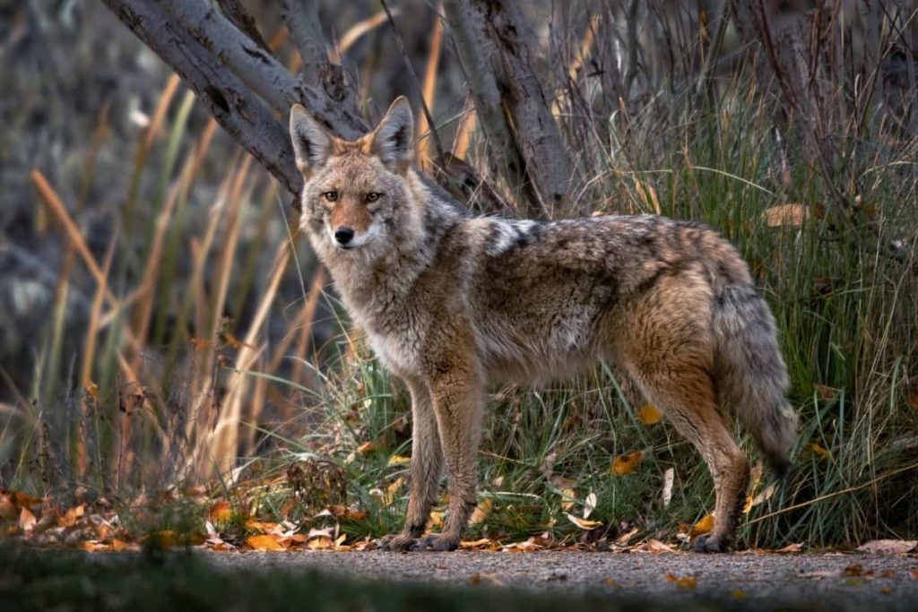 Coyote Spirit Animal & Symbolism: Meaning Of Seeing A Coyote