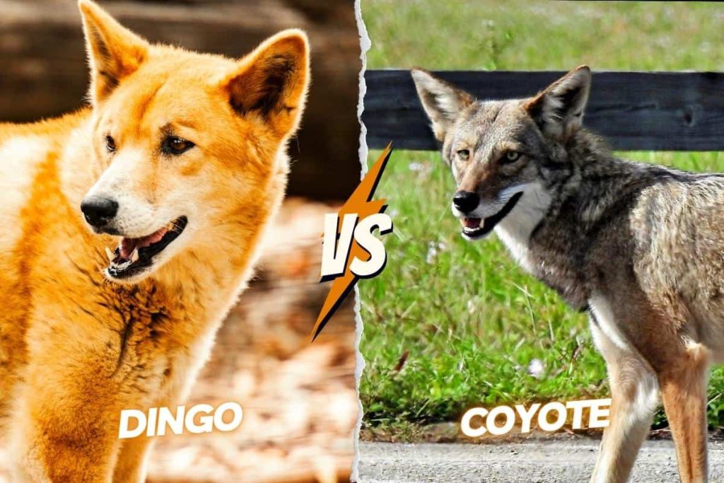 Dingo Vs Coyote Comparison: Who Would Win In A Fight?