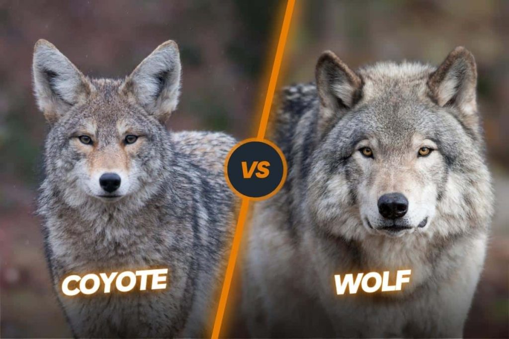 Coyote Vs Wolf: Spot The Differences From A Gray Wolf