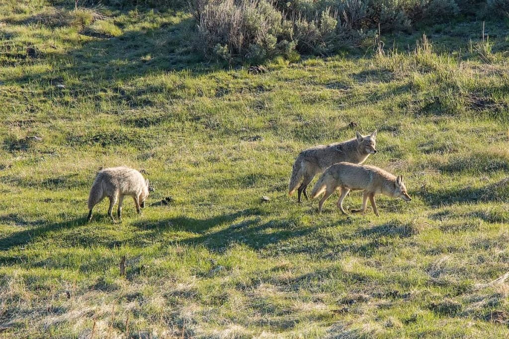 Mountain Lion vs Coyote: Who would Win In A Fight?