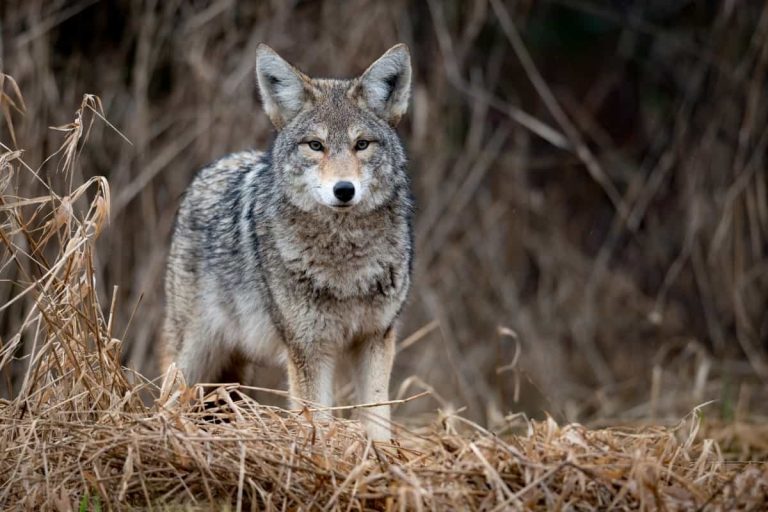 What Colors Are Coyotes? - Coyote Colors (with Pictures)