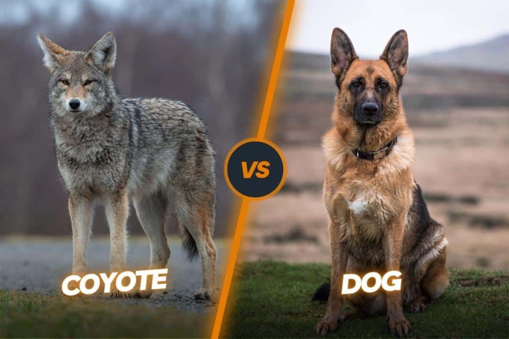 Coyote Vs Dog Differences: Are Coyotes Dogs?