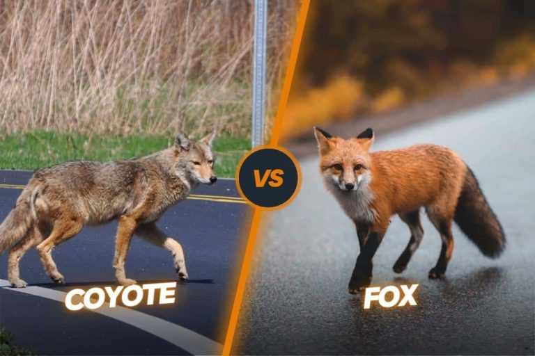 Coyote Vs Fox - 11 Key Differences Between Them