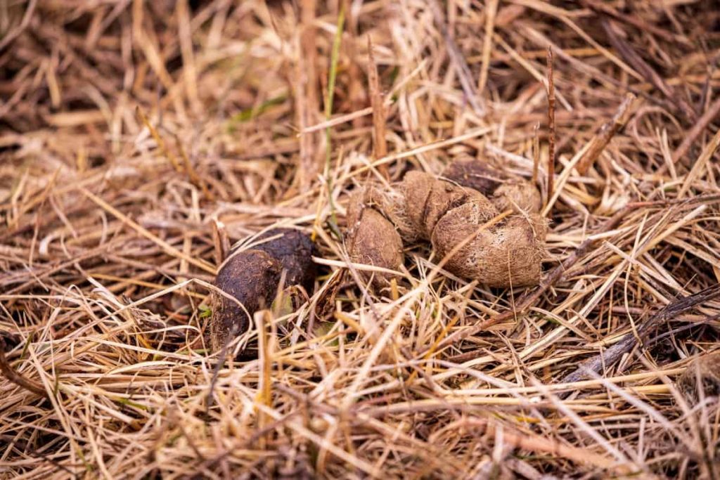 What Does Coyote Poop Look Like? | Coyote Scat Identification