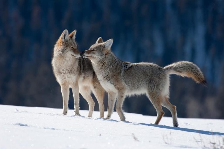Gray Fox vs Coyote: Understanding the Key Differences