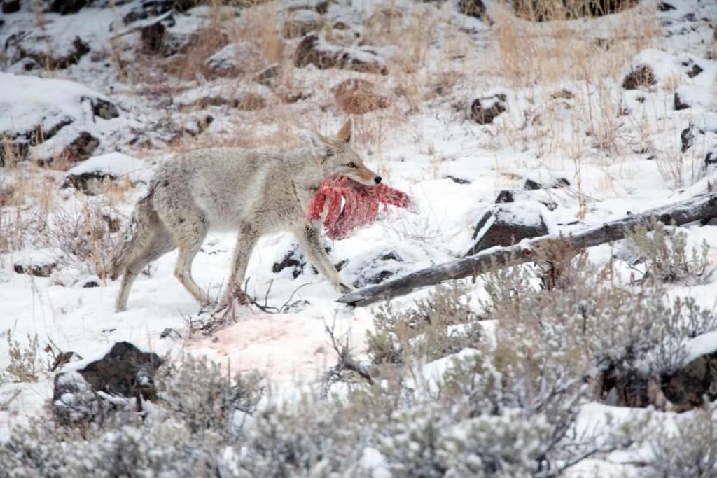 What do coyotes eat? Are They Carnivores or Omnivores?