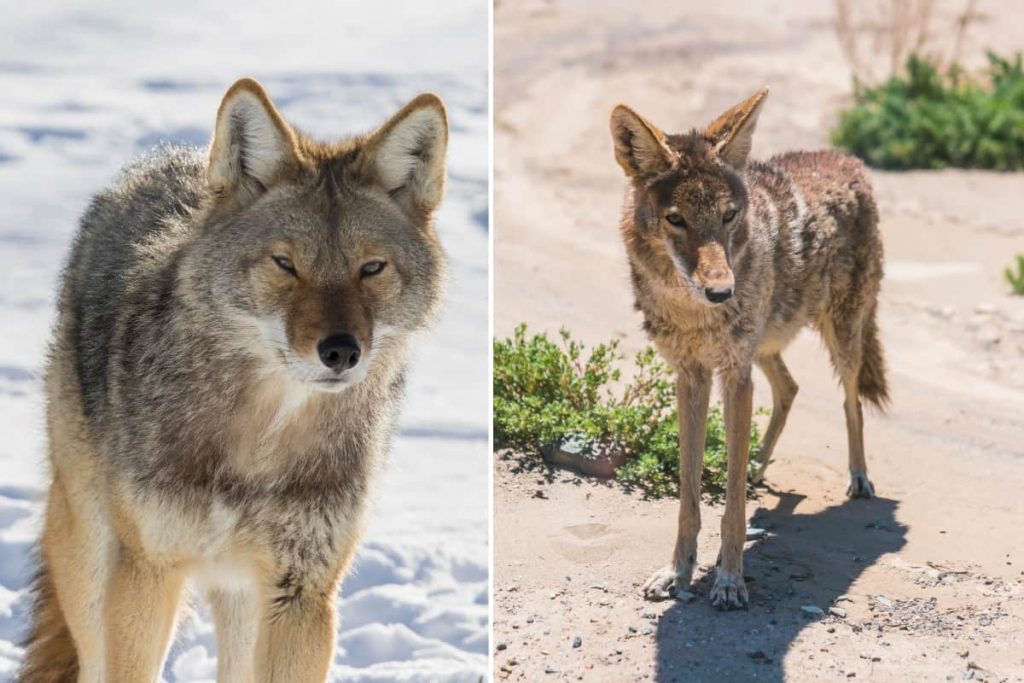 Coyote Vs Wolf: Spot The Differences From A Gray Wolf